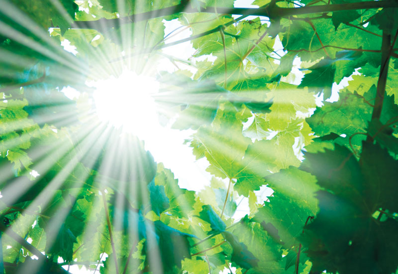 Bright rays of green hope - Construction Week India