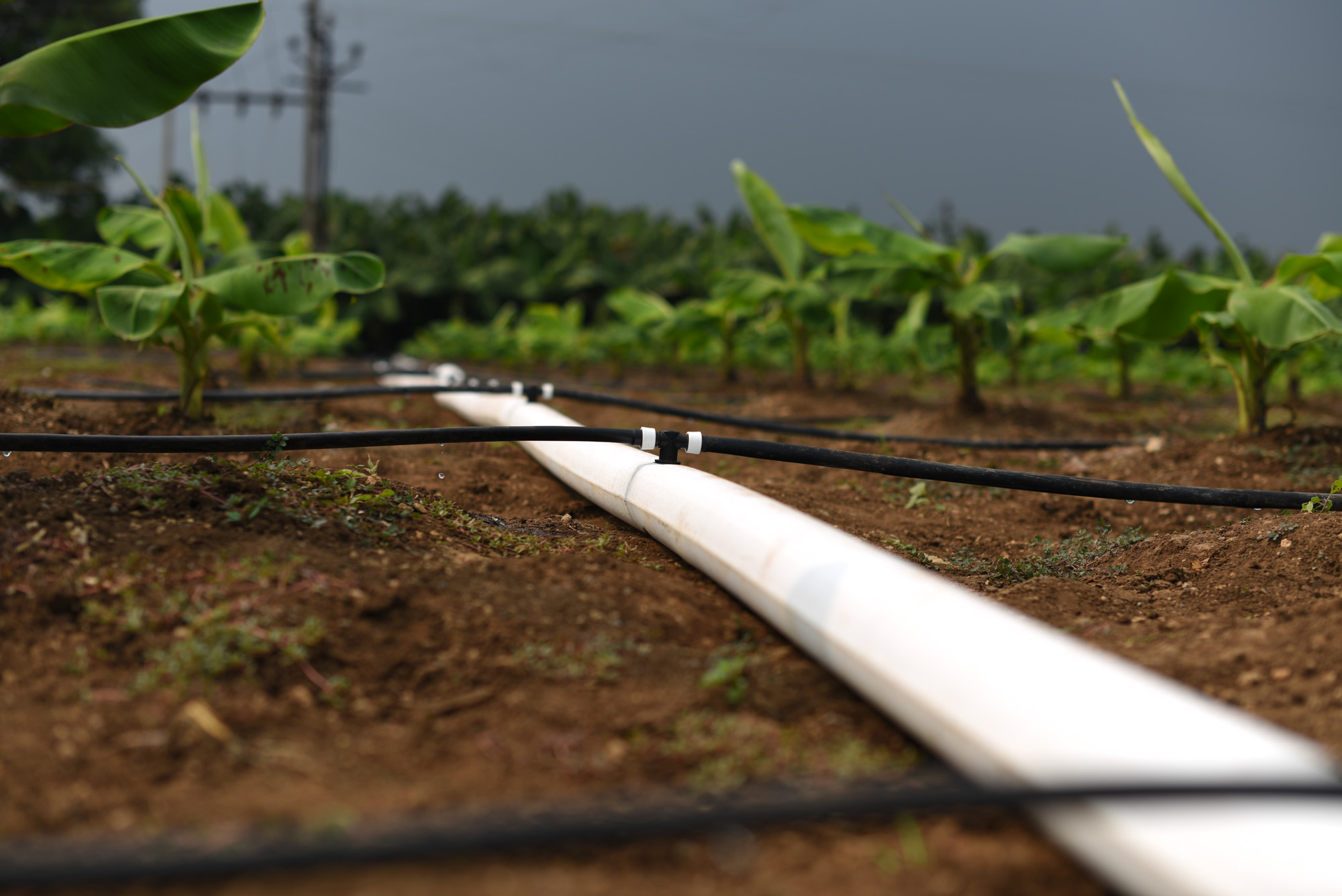 Netafim India launches FlexNet to boost next generation farming in ...