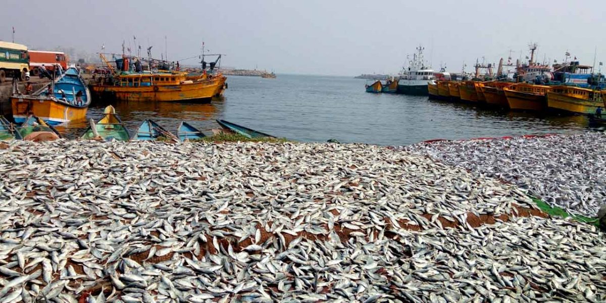 Gujarat Maritime Board floats tender for fishery harbour at Veraval ...