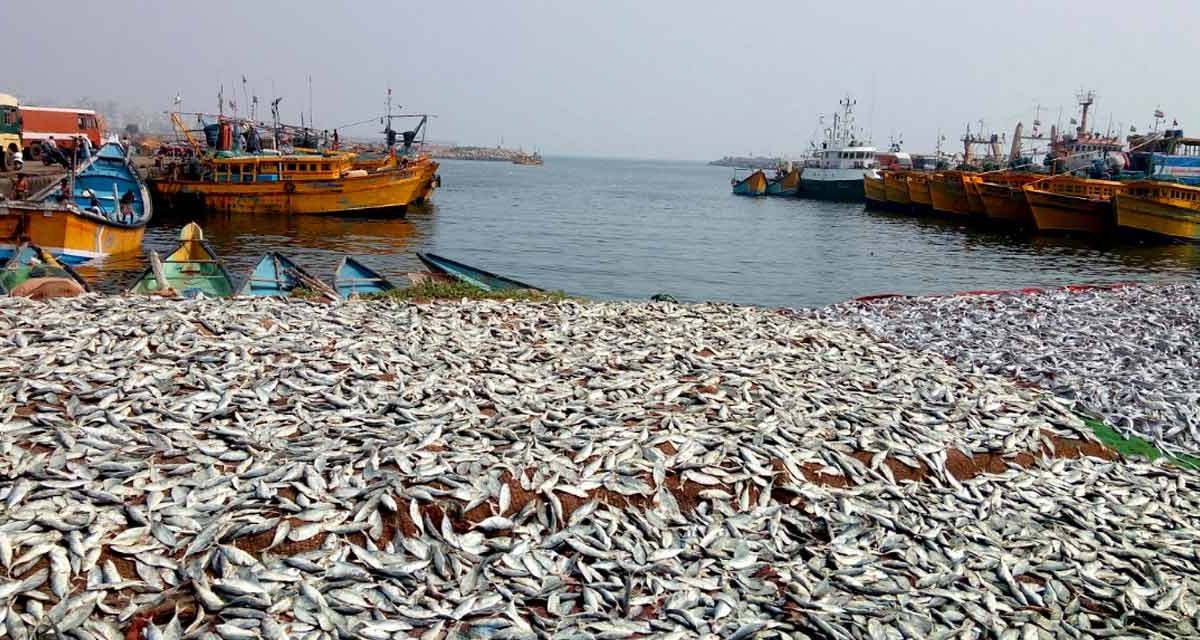 Gujarat Maritime Board floats tender for fishery harbour at Veraval ...